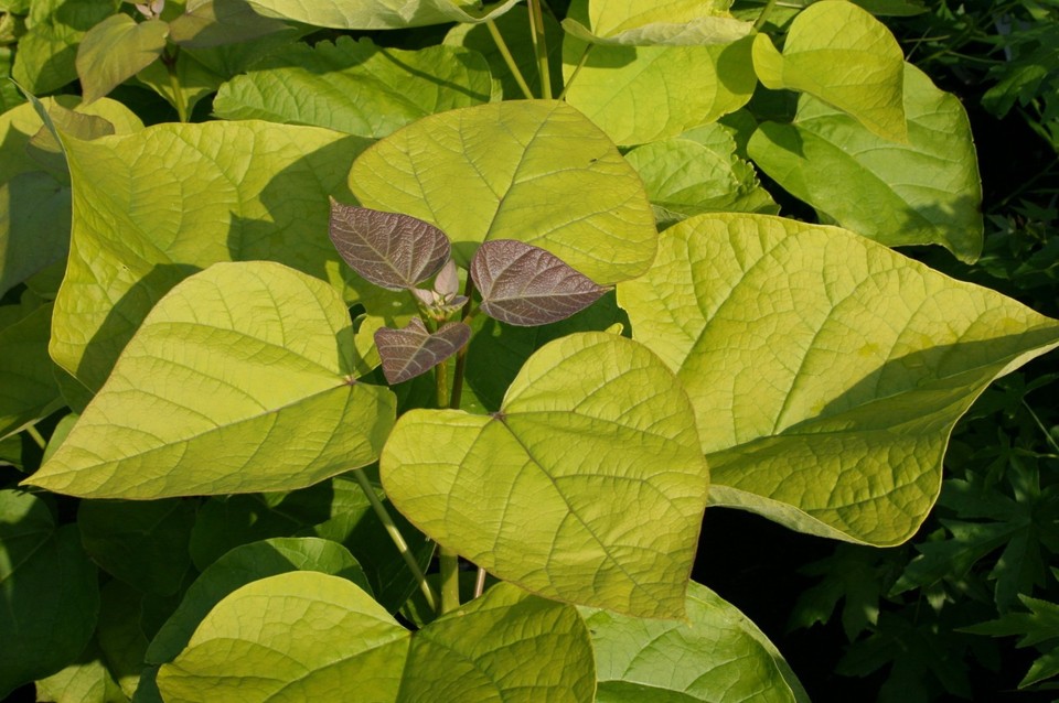 Gold-Trompetenbaum Catalpa bignonioides 'Aurea ' 80 - 100 cm im 7,5 ...