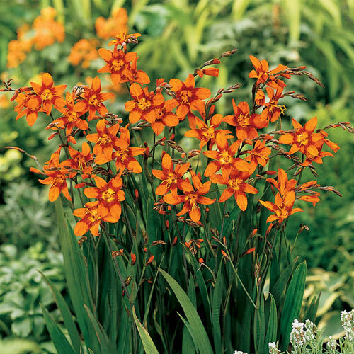 PICK YOUR CROCOSMIA BULBS - Dragon Flower - Choose From (10) Different ...