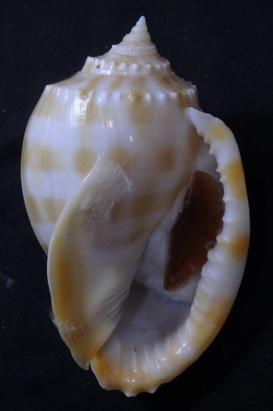 edspal shells - Phalium bandatum 95.5mm F+++ gastropods mollusk sea ...