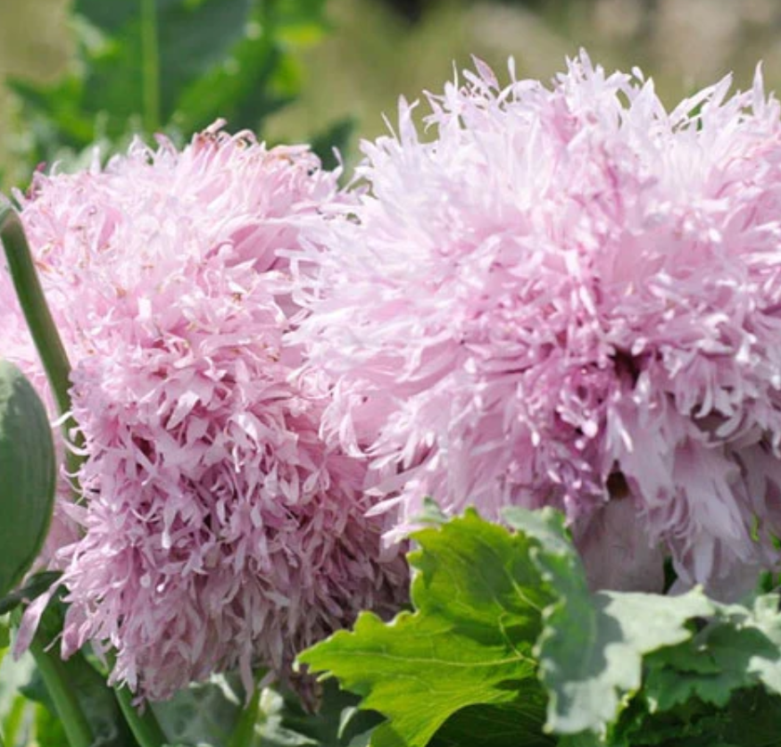 Poppy PURPLE PASSION Mix Double Bloom Poppies Tall Huge Pods Non-GMO ...