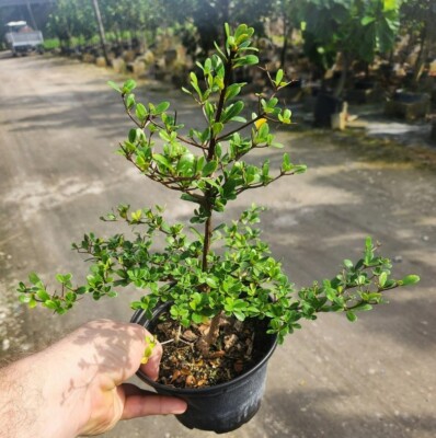 Bucida Spinosa Bonsai Start - Black Olive - 6" Pot - Pre Bonsai | eBay