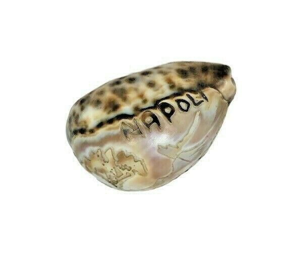 Cowrie Shell Hand Carved Palm Tree Volcano Scene Labeled Napoli Carved ...