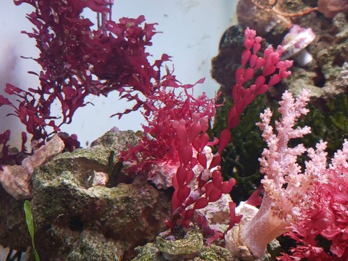 String of Pearls Red Macro Algae for Saltwater Aquariums and Refugiums ...