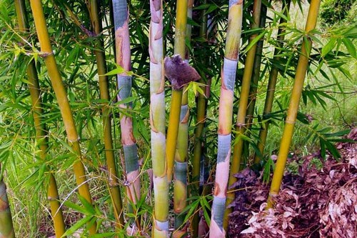 Oldhamii Giant Timber Bamboo / Bambusa Lg 1 Gallon Size- Clumping, Non ...