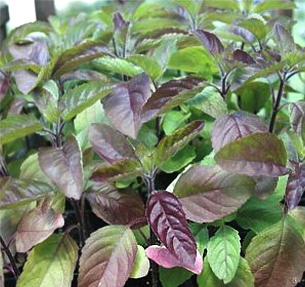 50 X RED HOLY BASIL SEEDS-KRISHNA TULSI-CULINARY HERBAL TEA PLANTS ...