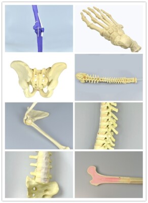 Various Human Bionic bone skeleton Orthopedic surgeon simulation ...
