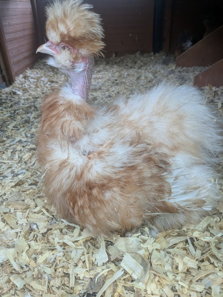 8 Red Pyle/ Partridge Silkie/Satin Hatching eggs (Crested, Bearded And ...