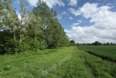 Photo 6x4 Field boundary south of Hilperton Marsh The willows to the ...