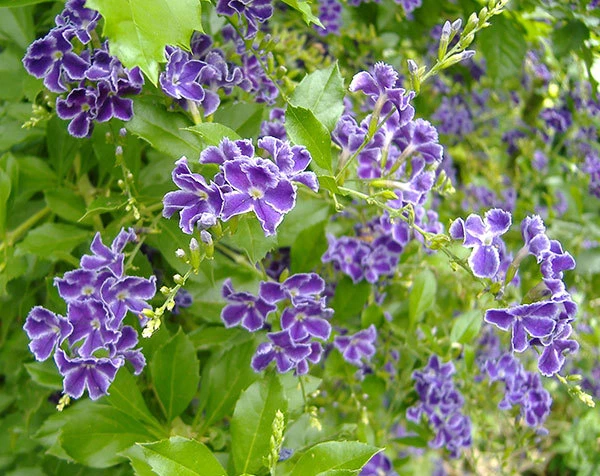 Growing Guide: Tips On Growing Duranta Plant (Duranta, 55% OFF