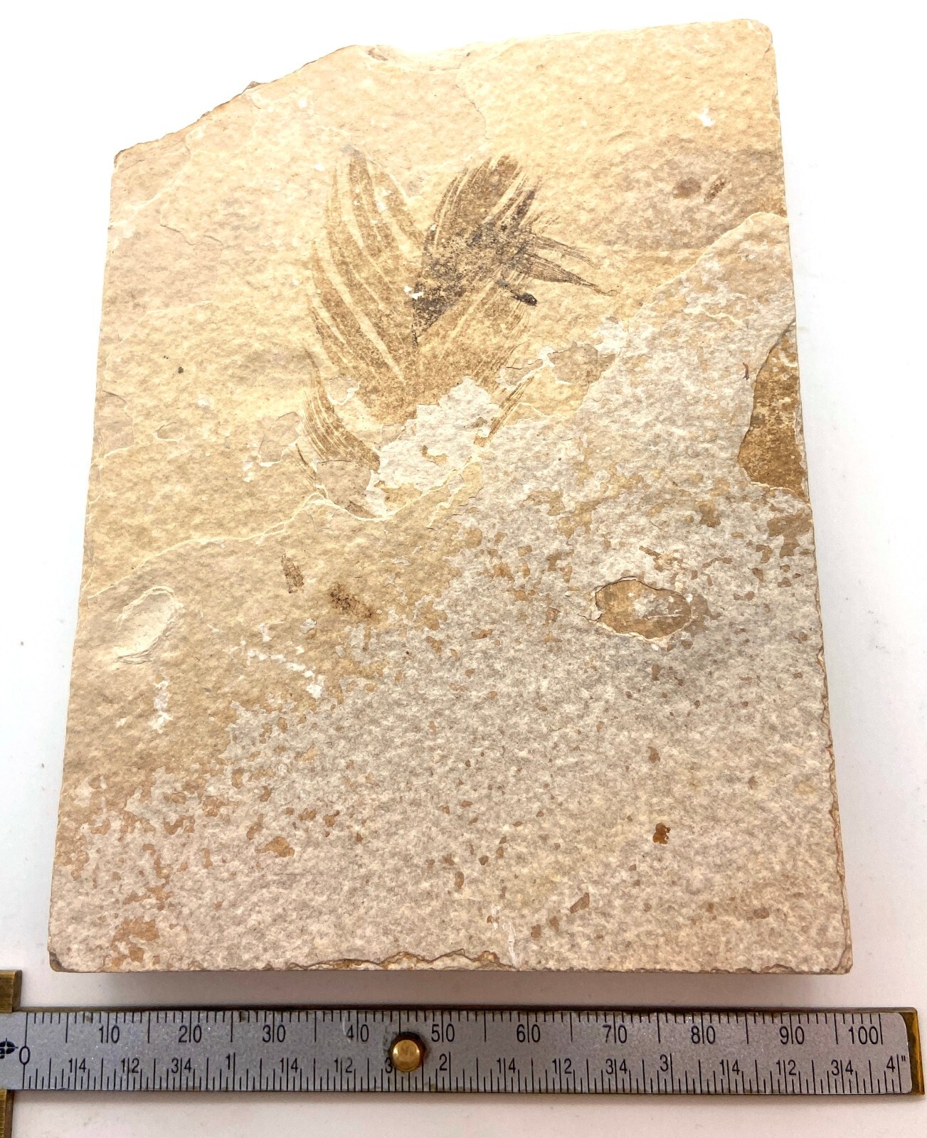 5 cm tall Fossil bird feather in matrix - Green River fm, Wyoming ...