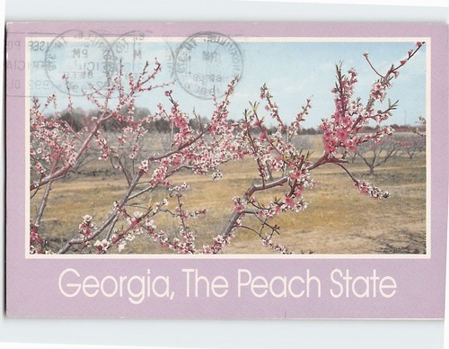 Postcard Peach Trees In Full Bloom, Georgia, The Peach State, Georgia ...