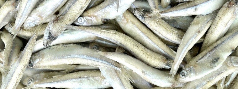 stinte gefroren | eBay.de