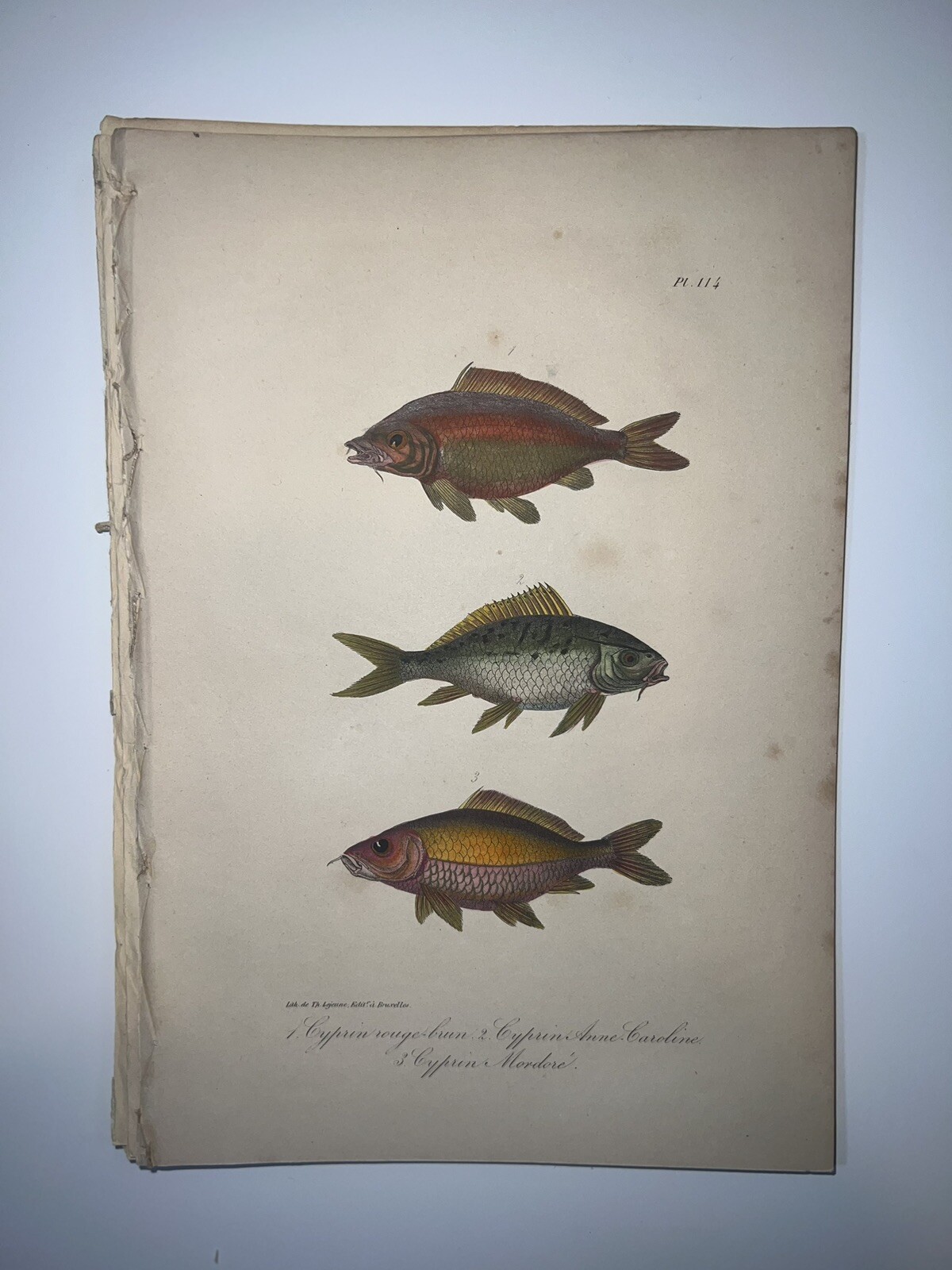 Fish Plate 114 Lacepede 1832 Hand Colored Natural History Minnows | eBay