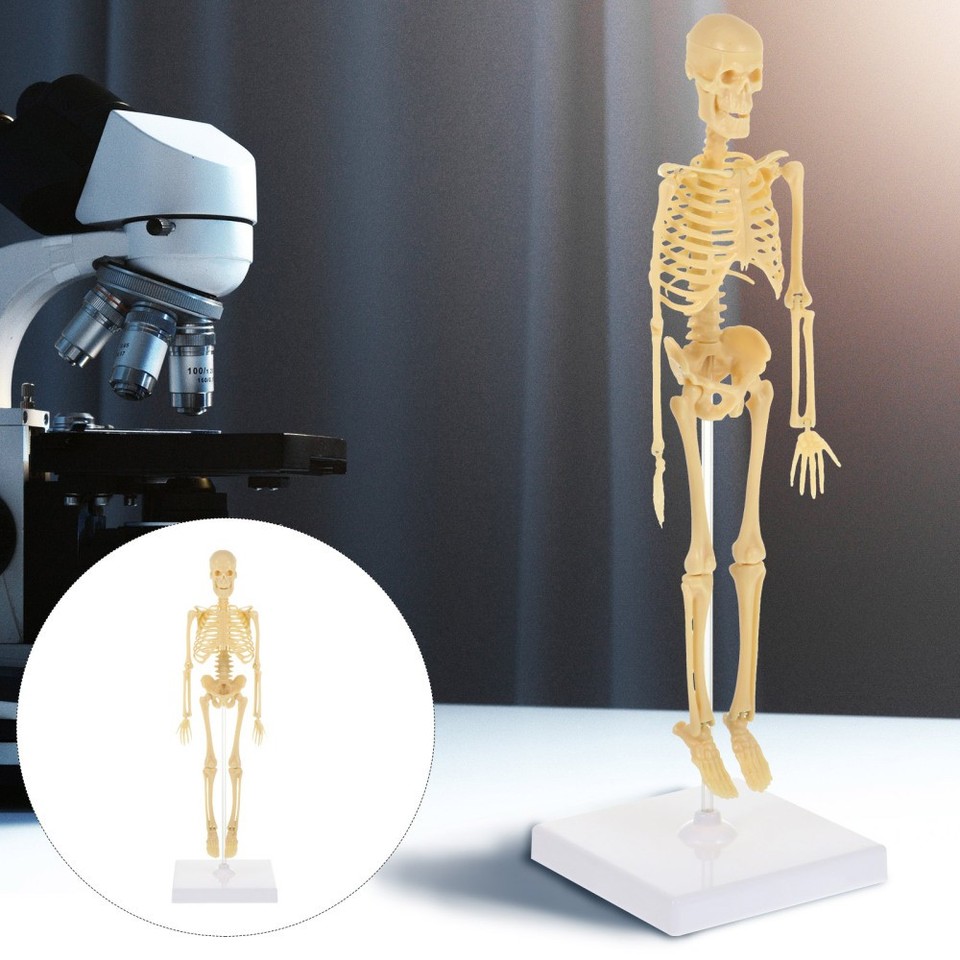Human Skeleton Model Simulation Mannequin DIY Assembly Model Kids Toy ...