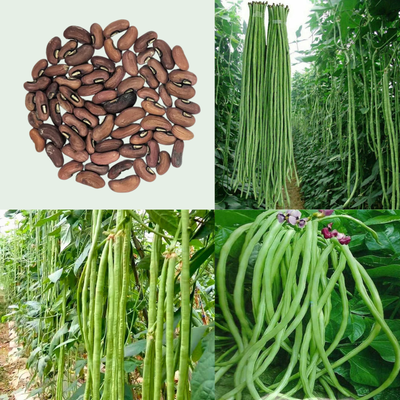 Growing Chinese Long Beans