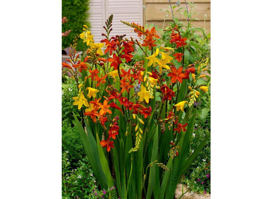 English Garden Flowers Mixed Bulbs Spring Summer Autumn Perennials ...