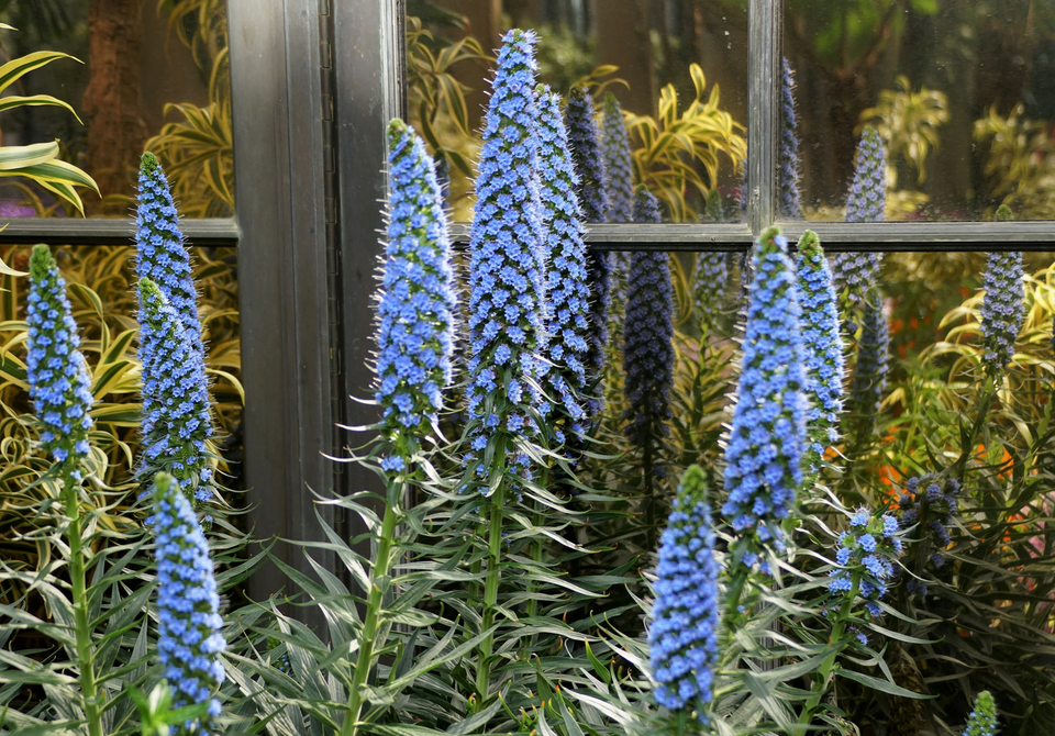 40 Blue PRIDE OF MADEIRA Echium Candicans Fastuosum Nectar Flower Seeds ...