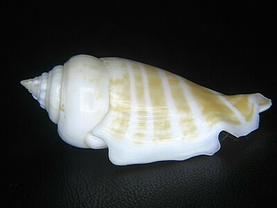 STROMBUS GIBBERULUS DEKKERI:NEW SPECIES JUST NAMED IN 2021 @ 48.67MM W ...