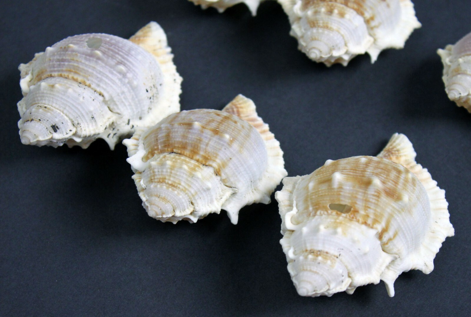 Lot of 21 Sea Shells Volutes Turbans Whelks Moon Shells Cones Murex ...