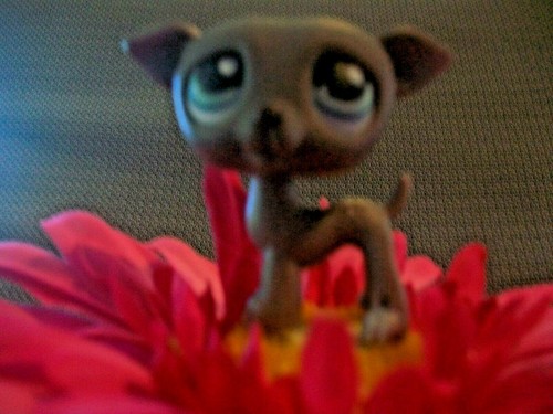 Littlest Pet Shop LPS #319 Gray Grey Whippet Dog | eBay