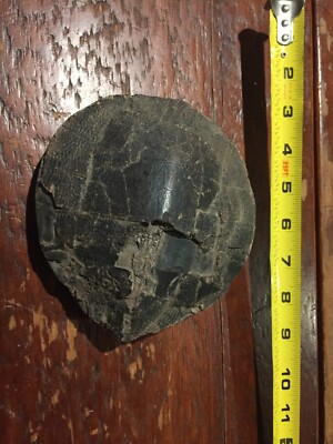 turtle shell fossil | eBay