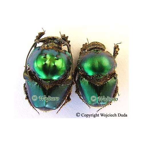 Proagoderus rangifer - pair, large size, 12-13mm, Major horns, A2 | eBay