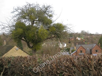 Photo 6x4 Mistletoe infestation Gorsley Common An old fruit tree in ...