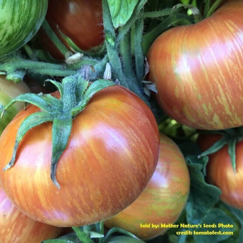 Tomato DWARF RAINBOW MIX Assorted Organic Container Gardening Non-GMO ...