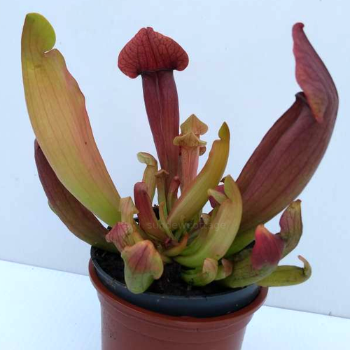 SARRACENIA 'TARA' hybrid N.Am pitcher CARNIVOROUS insect eating plant ...