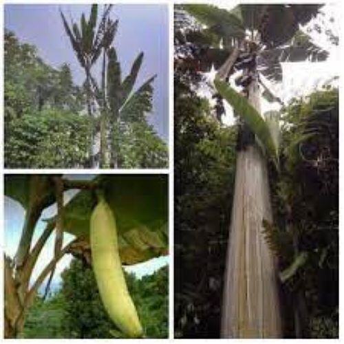 Worlds Largest Banana 10 Fresh seeds! Grows over 50ft! Edible. RARE ...