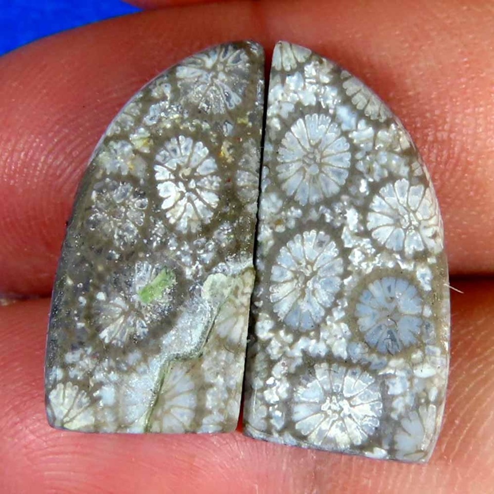 14.25Cts.100%Natural Black Fossil Coral Fancy Cab Pair 10x20x3mm Losse ...