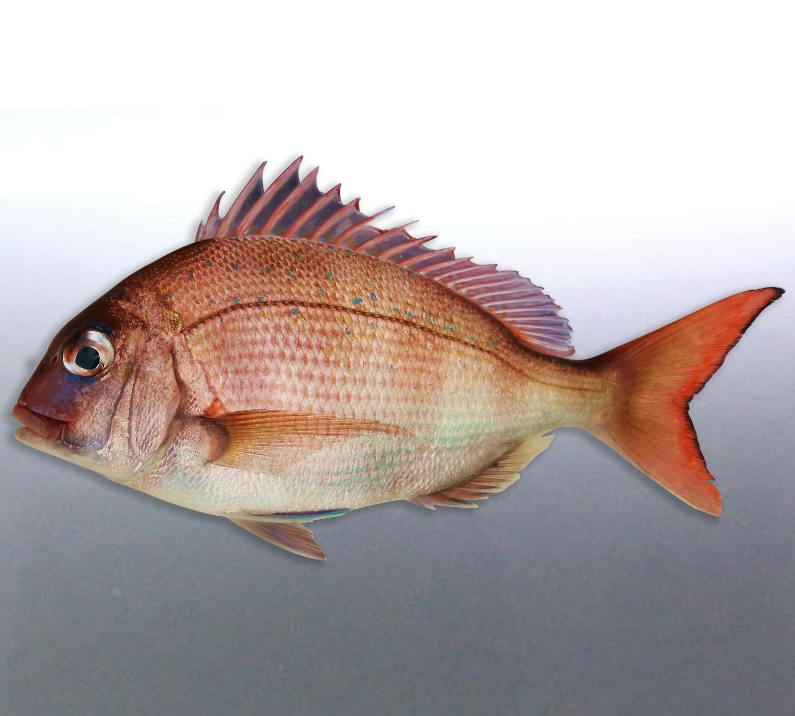 Pink baby snapper decal Squire Knobby pinky Fishing photo Vinyl cut ...