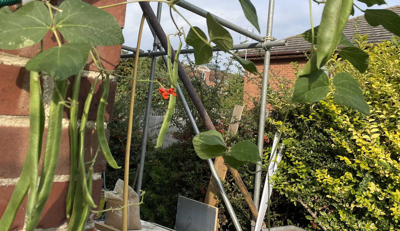Variety of RUNNER BEANs (stringless)...20 QUALITY SEEDS. | eBay UK