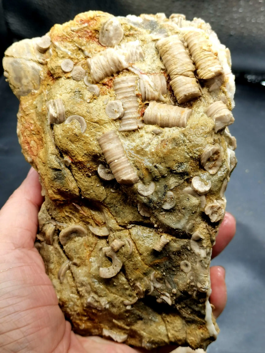 Crinoid Stem 1 LB Fossil Crinoid Stems ~300 Pieces For Sale