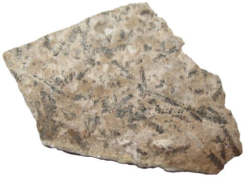 Ordovician graptolite fossil Orthograptus abbreviatus Viola Oklahoma #3 ...