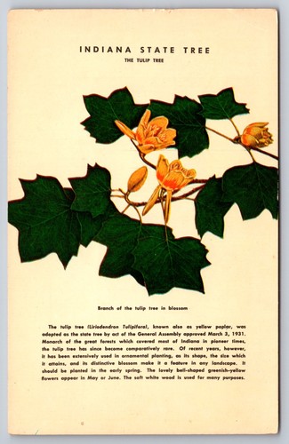 Vintage Postcard Indiana State Tree Tulip Poplar Blossom Indiana USA | eBay