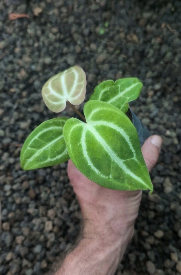 Anthurium NoID ~ Aroid | eBay Australia