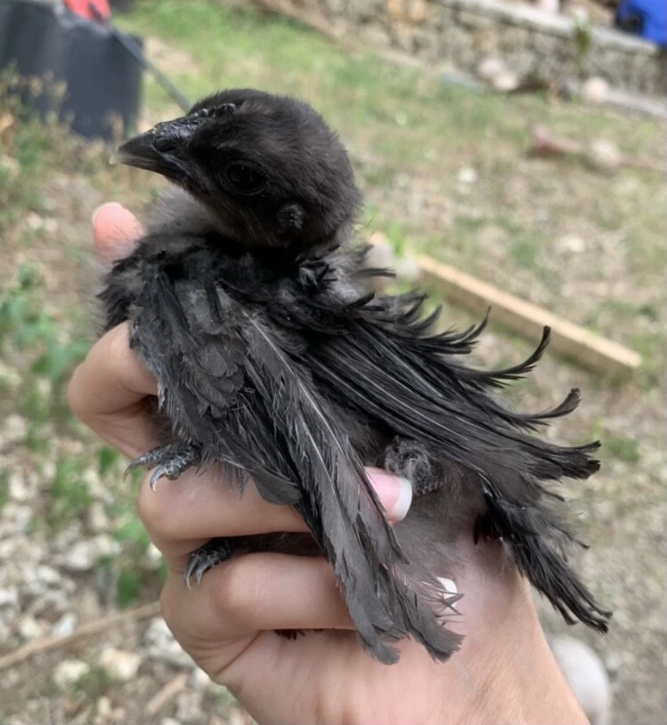 Ayam Cemani Hatching Eggs