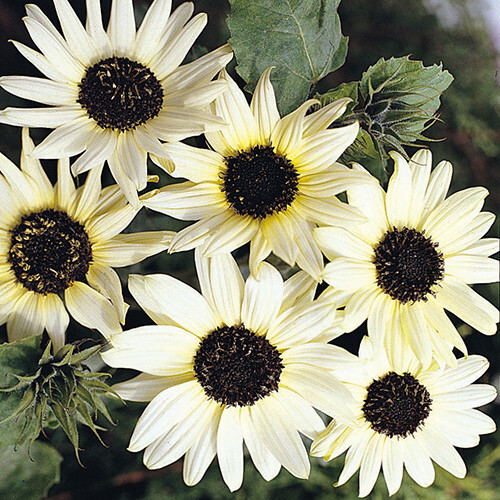 Italian White Sunflower Seeds 50+ Helianthus Debilis Flower USA Annual ...
