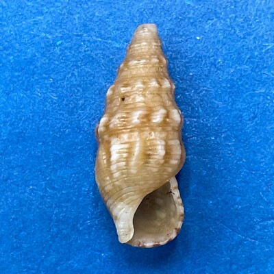 #1 Colina pinguis 14.3mm F+ South Africa Cerithiidae | eBay