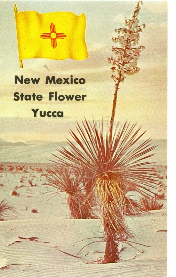 New Mexico State Flower, Yucca, Attains Tree-like Heights Postcard | eBay