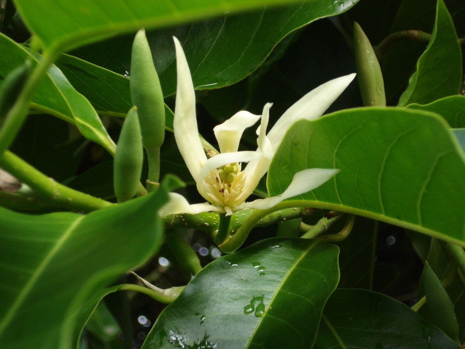 White Champaca Magnolia x alba (Michelia alba) -TC Plant Plug-3-8 in ...