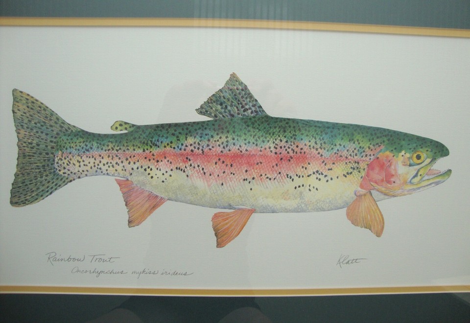 Eileen Klatt Signed Print RAINBOW TROUT (Framed and Matted) | eBay