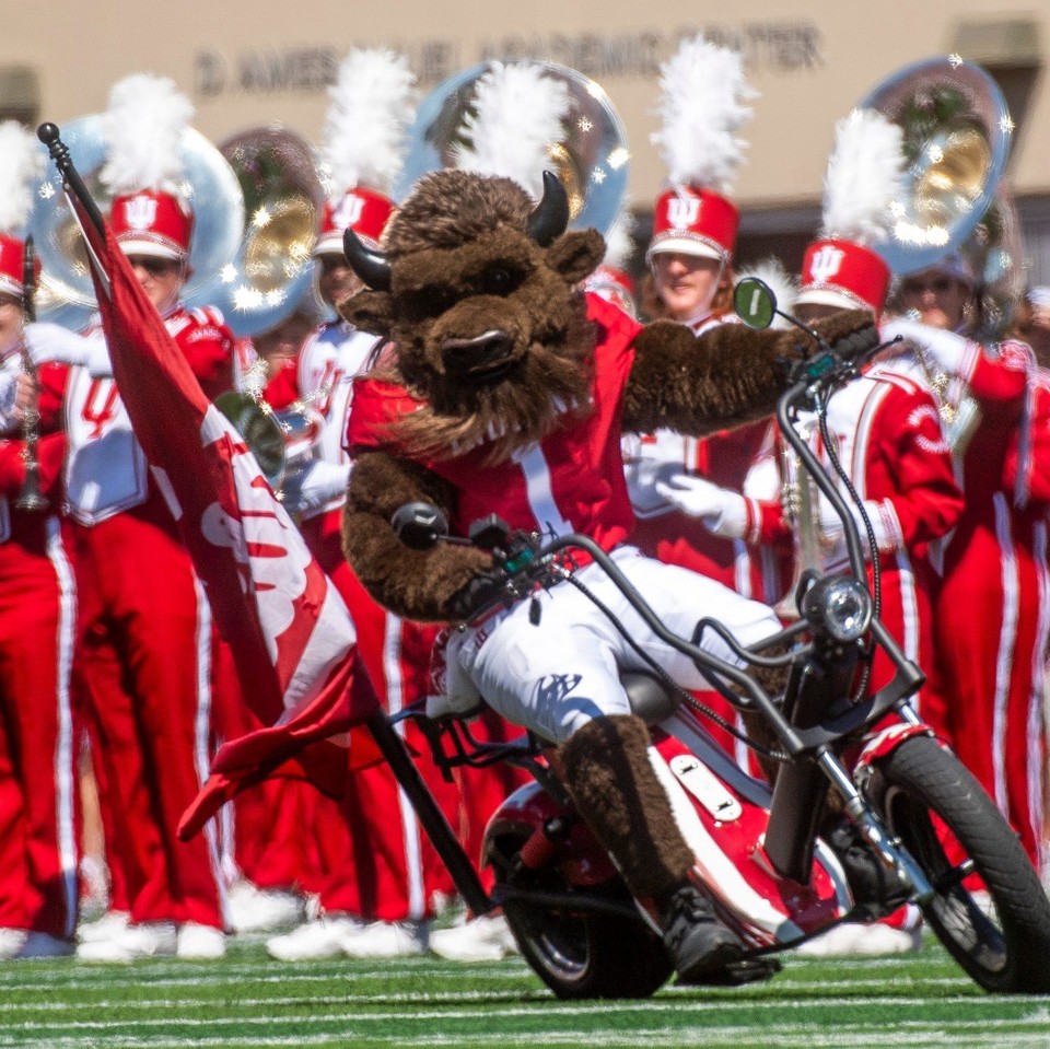 Indiana University Hoosier The Bison Mascot Debut Nov 20 1965 PSA ...