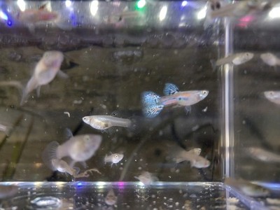1 TRIO - Live Aquarium Guppy Fish (1M/2F) - Blue Grass PLUS 1 FREE ...