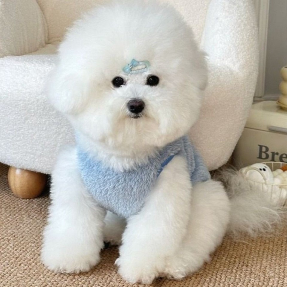 Warmth Design Dog Sweater Teddy Style Cat Hoodies Dog Clothing Cold ...