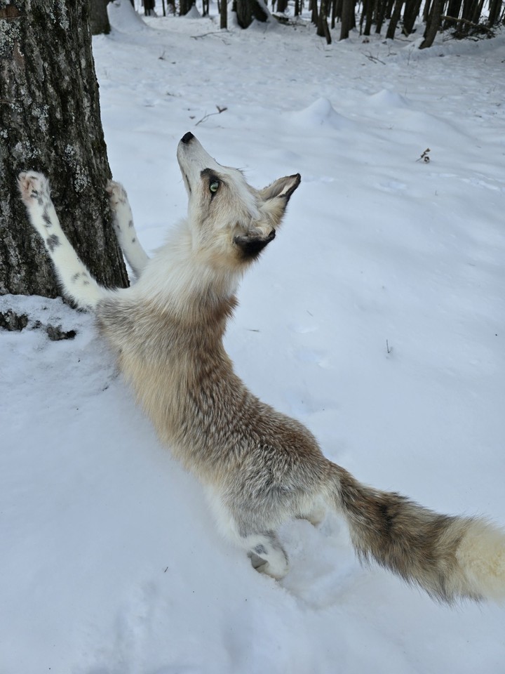 Gold Platinum Softmount Fox | eBay