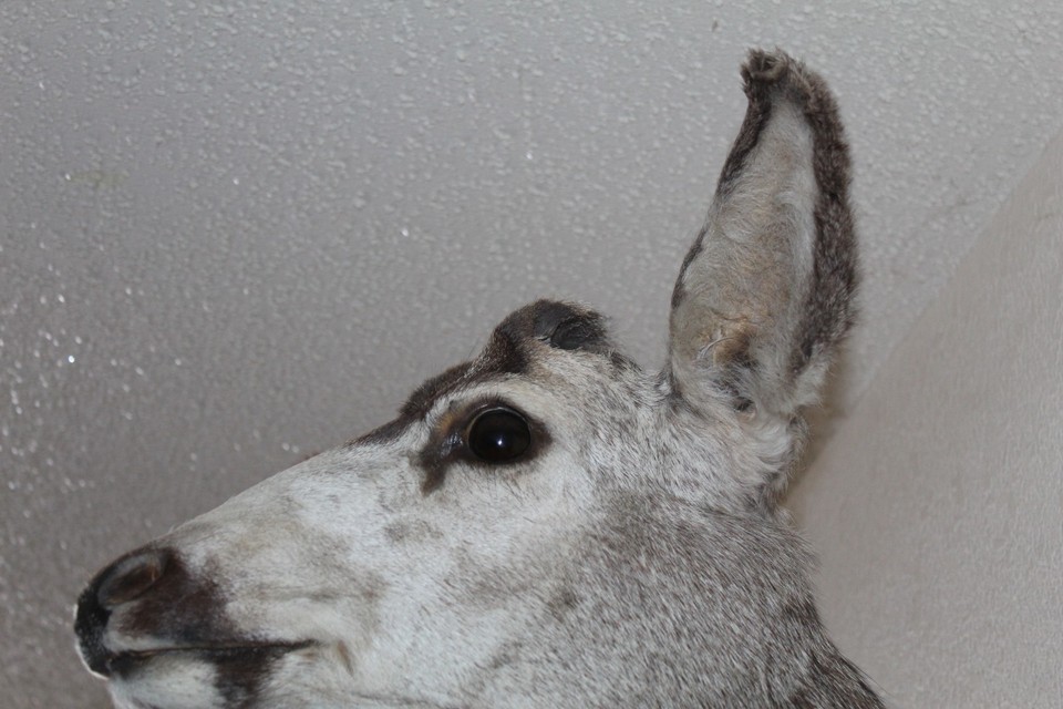 Mule Deer Head Shoulder Mount Taxidermy Mount Antler Hunt Whitetail ...