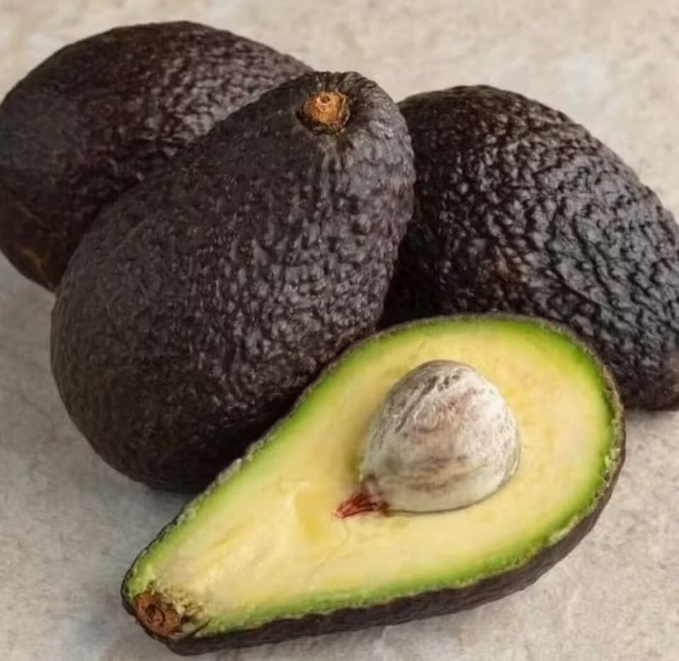 Grafted HASS AVOCADO Fruit Tree Grow in Pot Free Phytosanitary Ship by ...