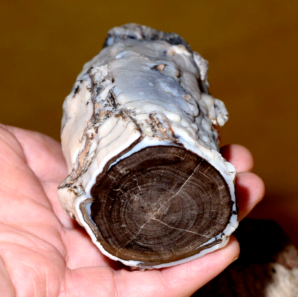 !WOW! Blue Forest Botryoidal Agatized Petrified Eocene Wood Tree Branch ...